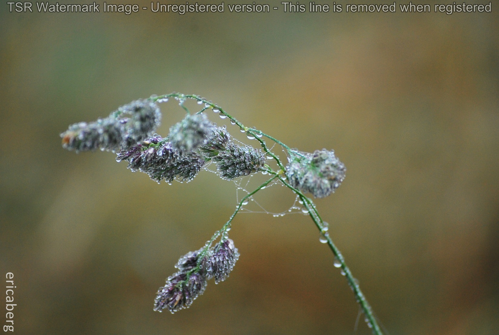 Erica van den Berg | Fotogroep-Nispen